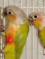 Omar`s Exotic Birds