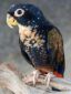Omar`s Exotic Birds