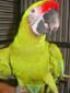 Omar`s Exotic Birds