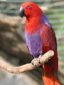 Omar`s Exotic Birds