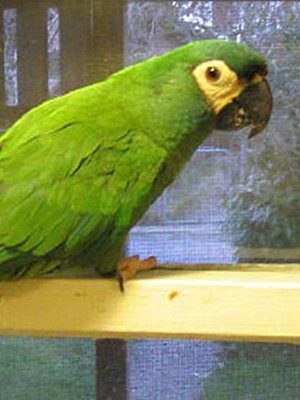 Omar`s Exotic Birds