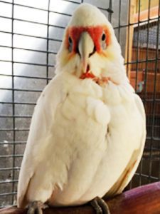 Omar`s Exotic Birds