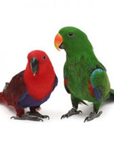 Omar`s Exotic Birds